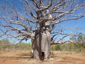 Boab Tree – outbackjoe