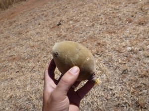 Boab Tree – outbackjoe