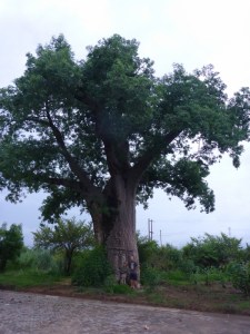 Boab Tree – outbackjoe