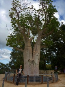 Boab Tree – outbackjoe