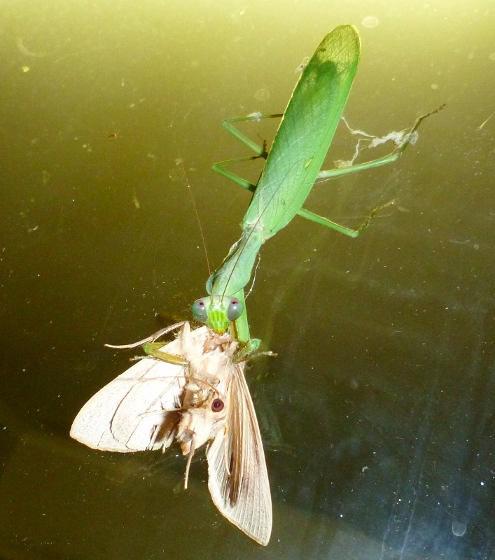 Praying Mantis Eating Moth – outbackjoe