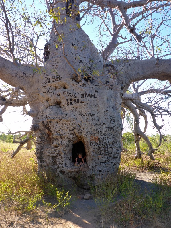 Boab Tree – outbackjoe