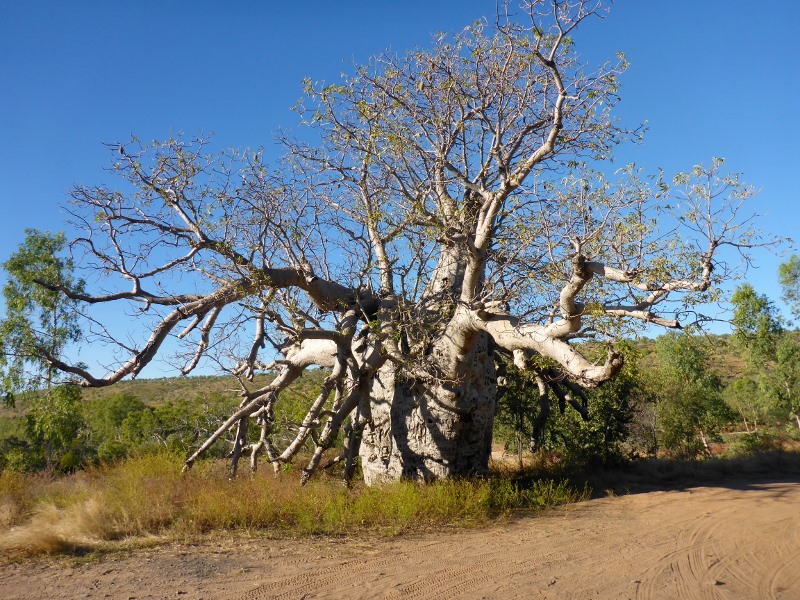 Boab Tree – outbackjoe